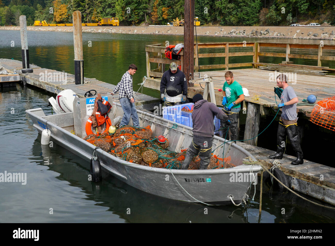 Taylor shellfish farm hi-res stock photography and images - Alamy