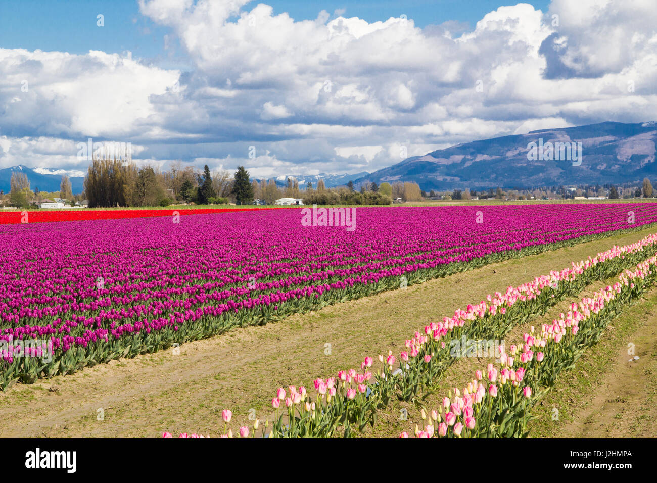 United States, Washington State, Mount Vernon, tulip fields bloom at ...