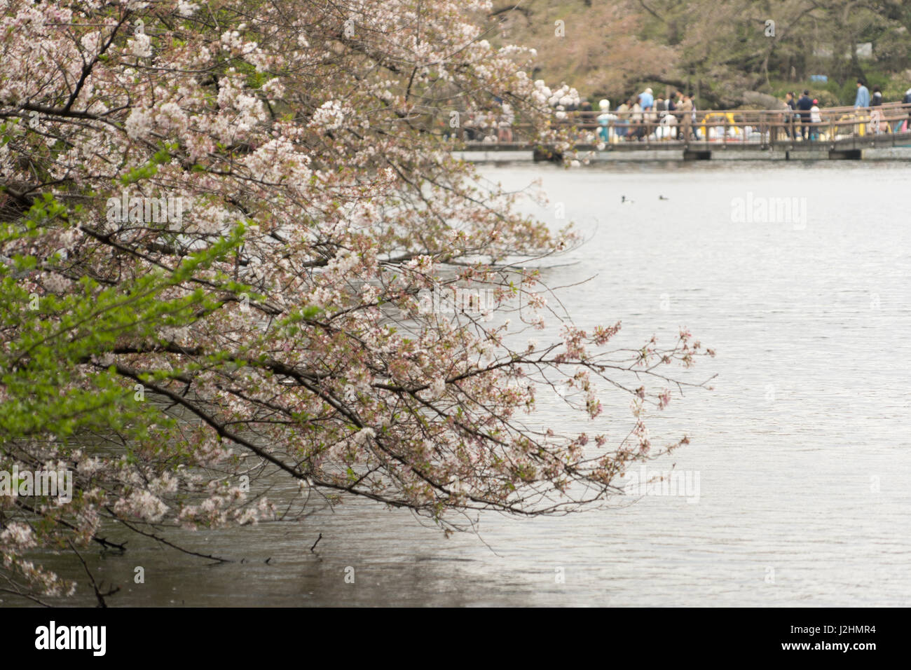 sakura cherry blossom tree japan branch Stock Photo - Alamy