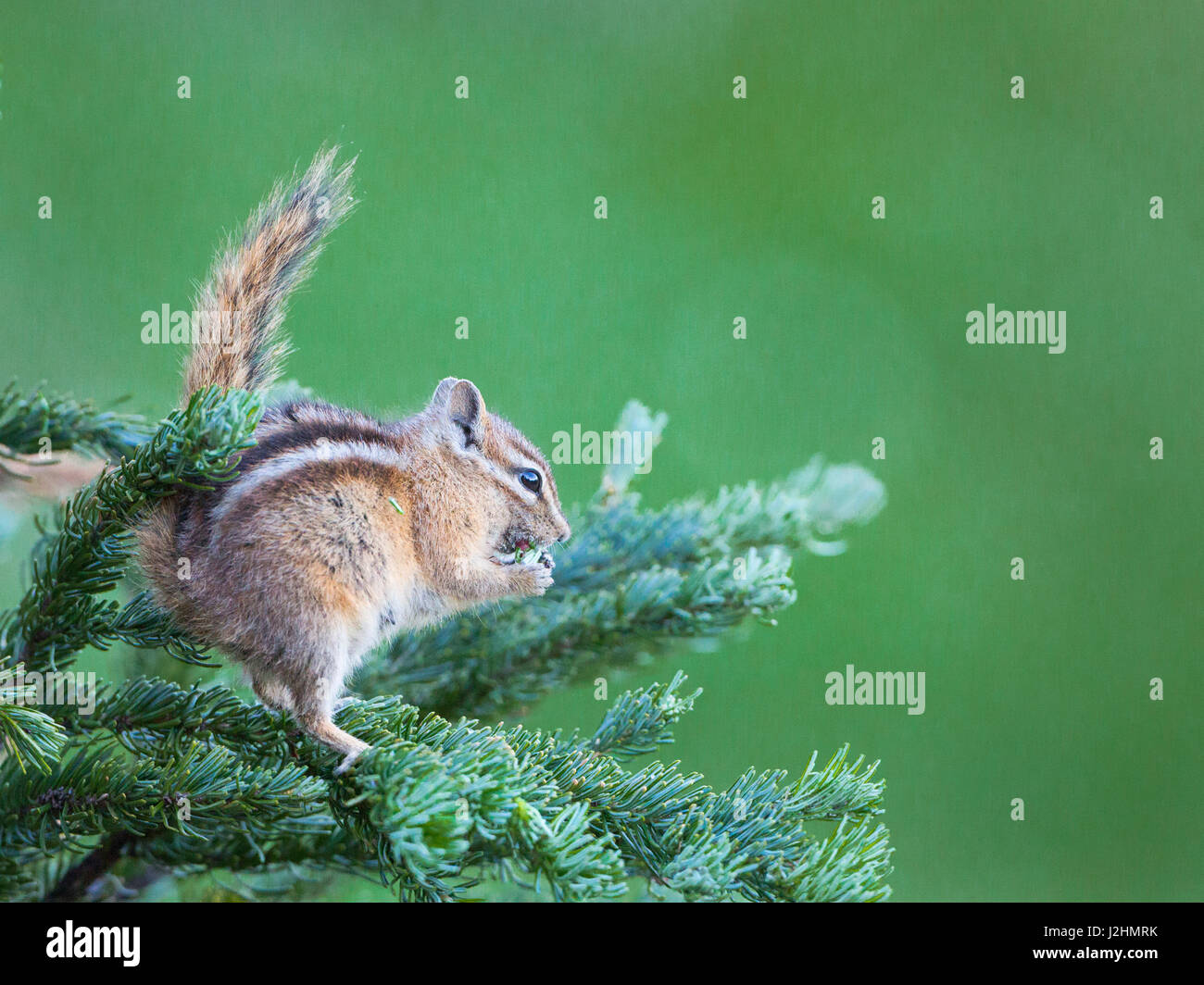 USA, Washington State, Olympic National Park. Endemic Olympic Chipmunk ...
