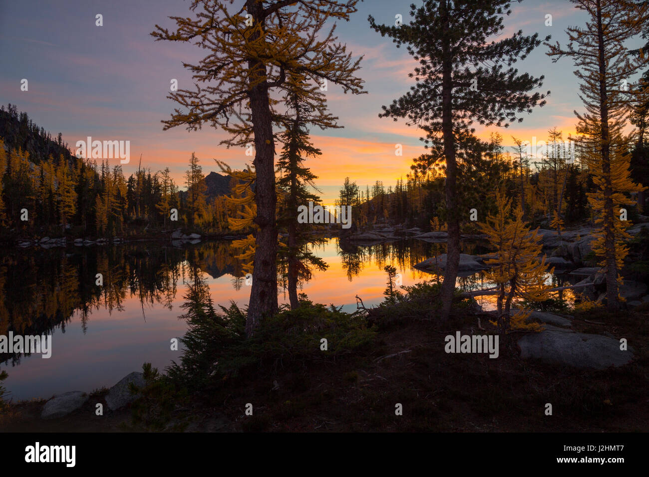 USA, Washington State. Subalpine larch (Larix lyallii) surround ...
