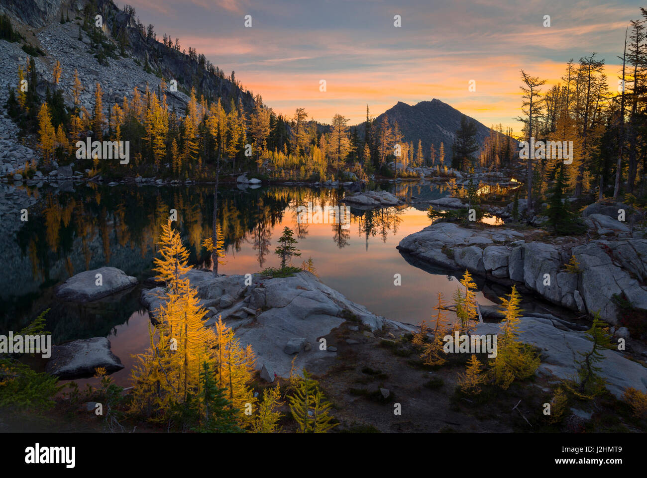 USA, Washington State. Subalpine larch (Larix lyallii) surround ...