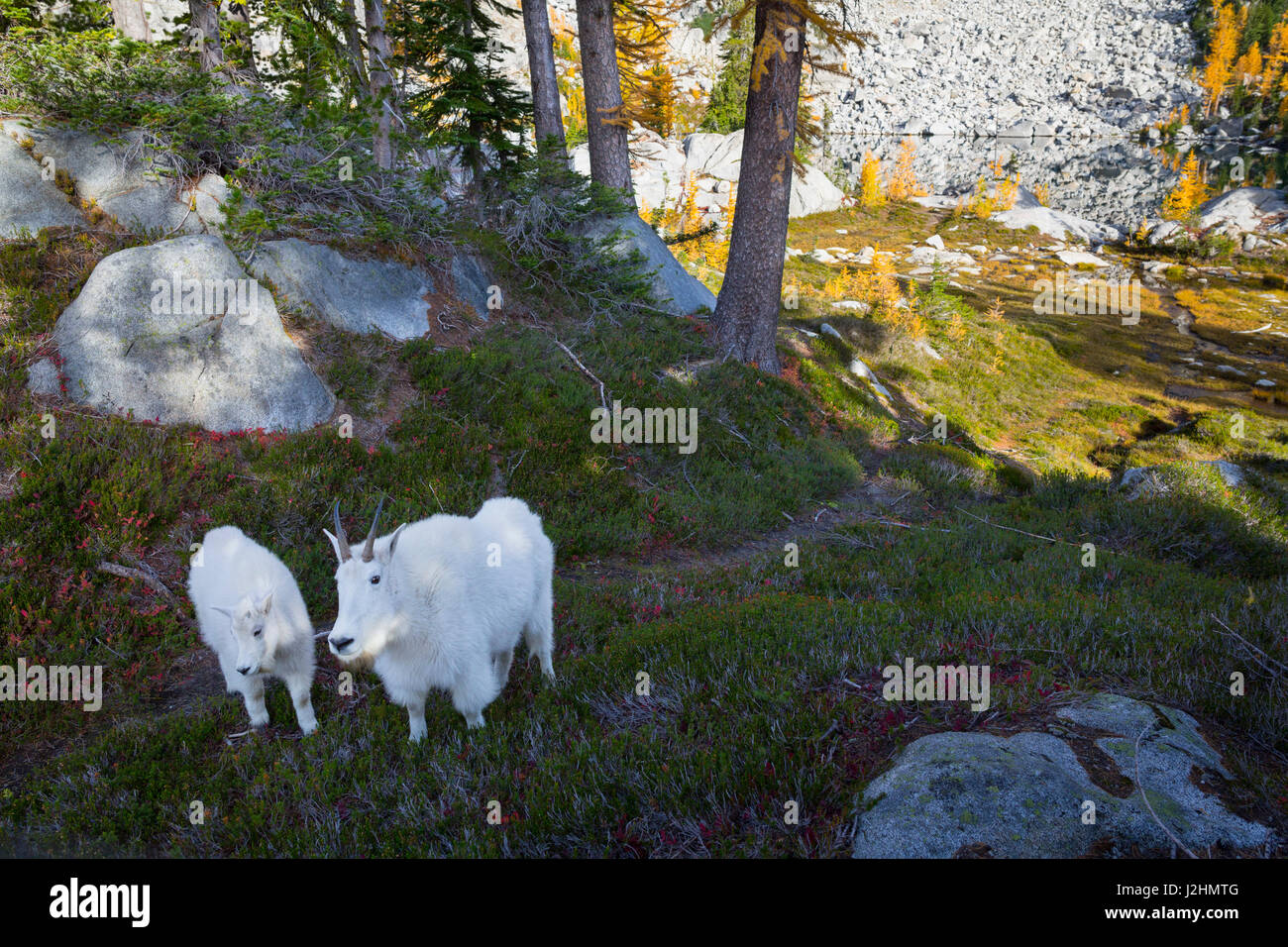 USA, Washington State. Mountain Goat (Oreamnos americanus) mother and ...