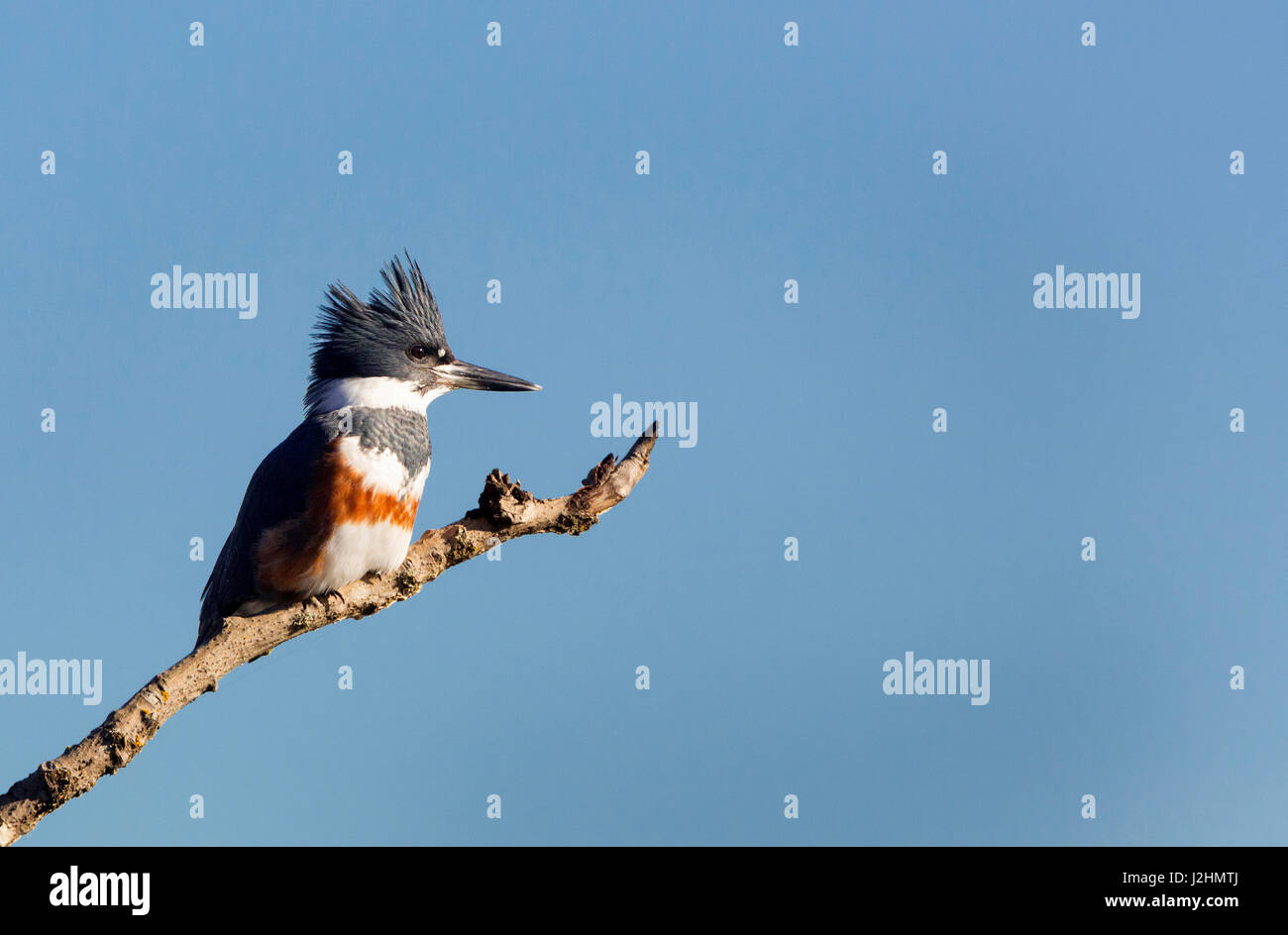 USA, Washington State. Female Belted Kingfisher (Megaceryle alcyon) on ...
