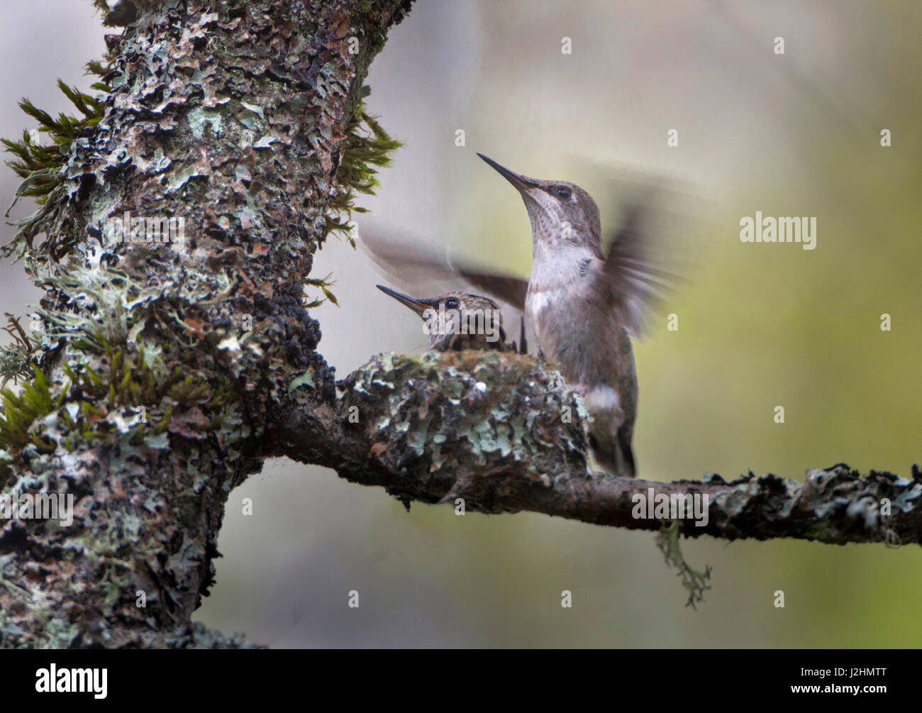 USA, Washington State. Two Anna's Hummingbird (Calypte Anna) full-sized ... USA, Washington State. Two Anna's Hummingbird (Calypte Anna) full-sized ...