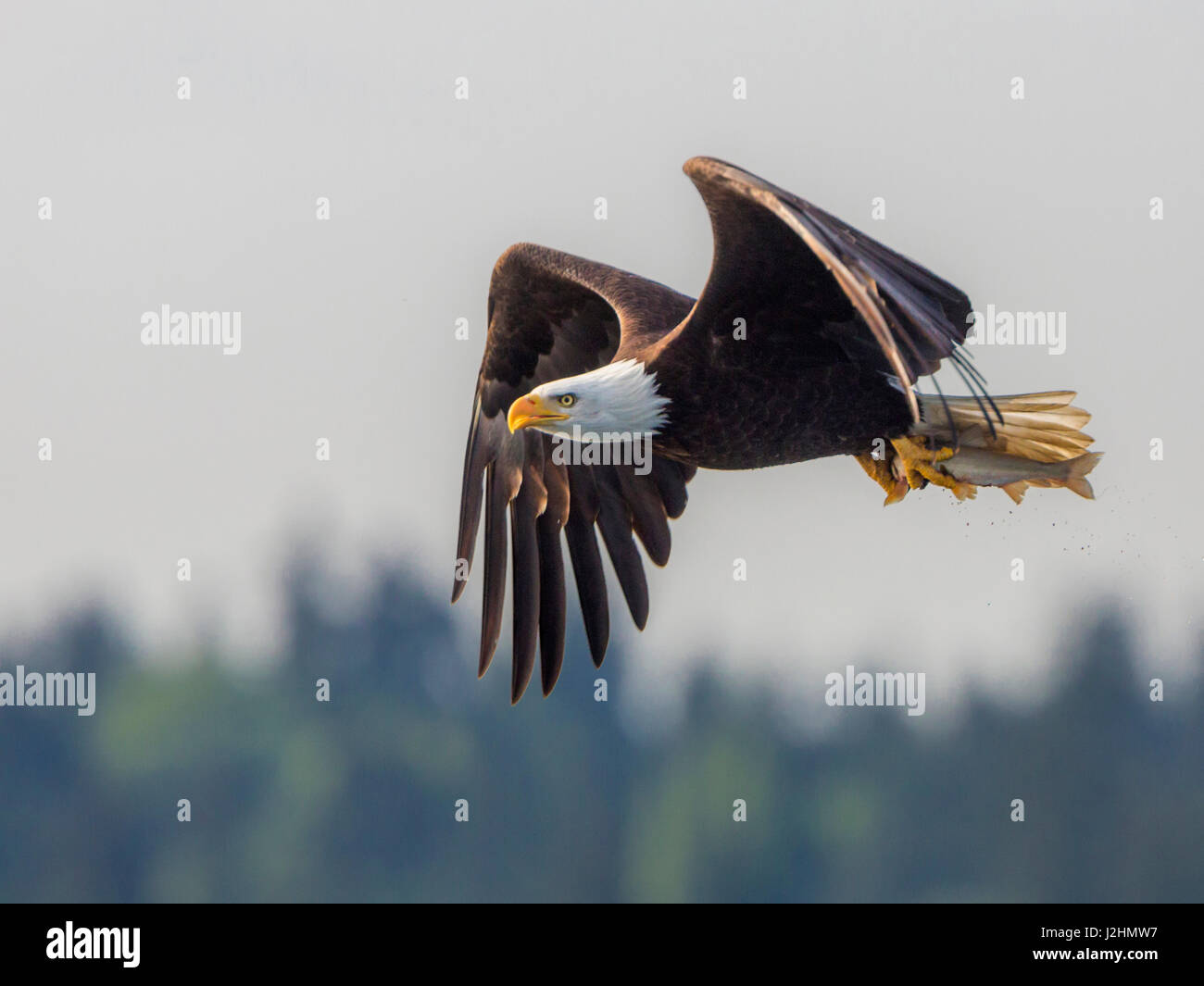 USA, Washington State. Bald Eagle (Haliaeetus Leucocephalus) in flight ...
