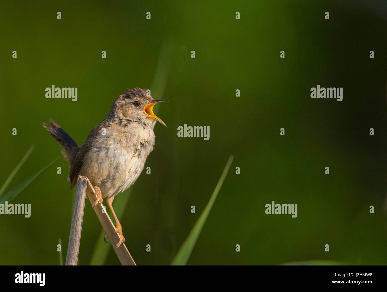 USA, Washington State. Male Marsh Wren (Cistothorus palustris) sings ...