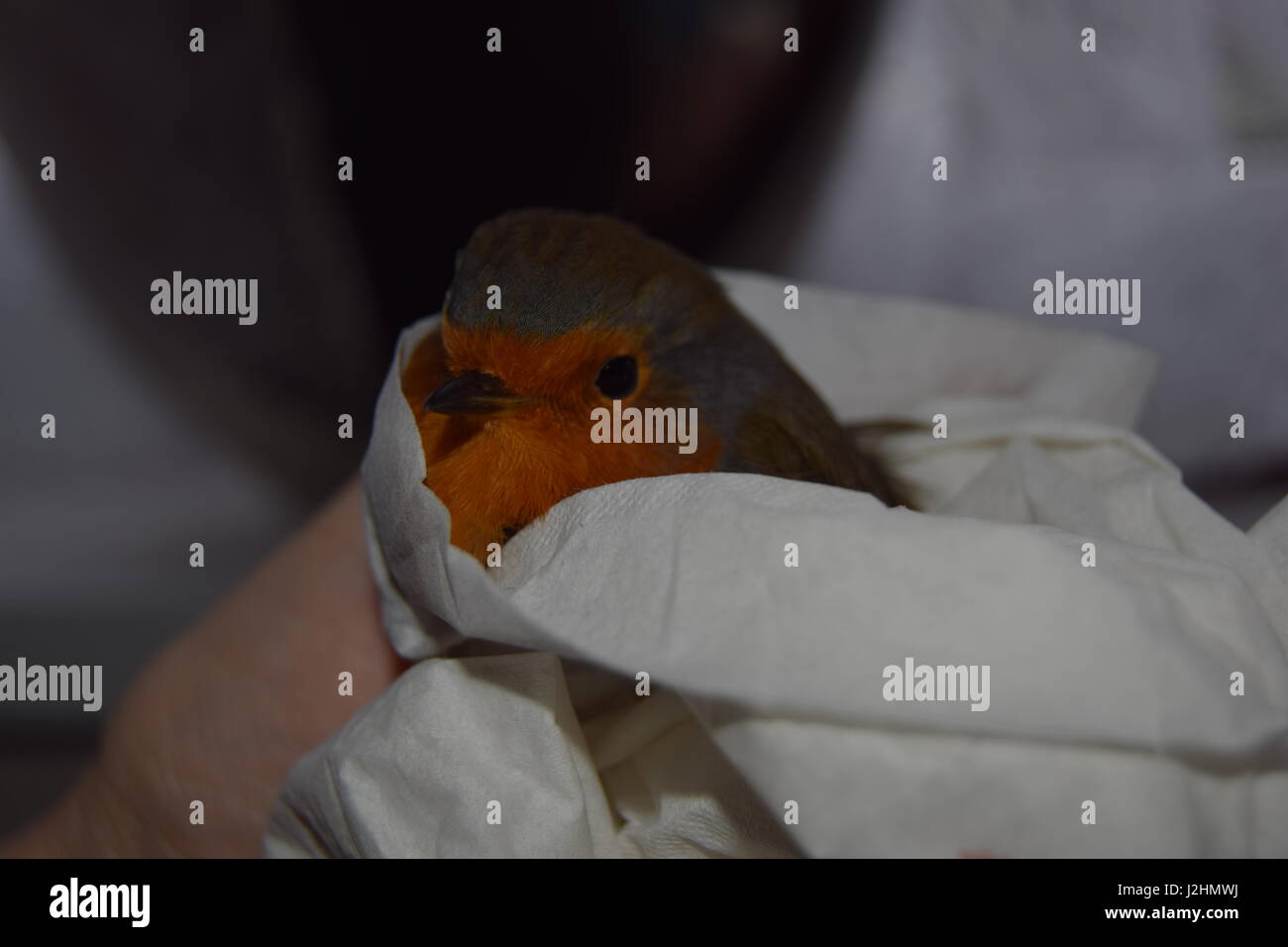 Sick Robin with broken wing Stock Photo - Alamy