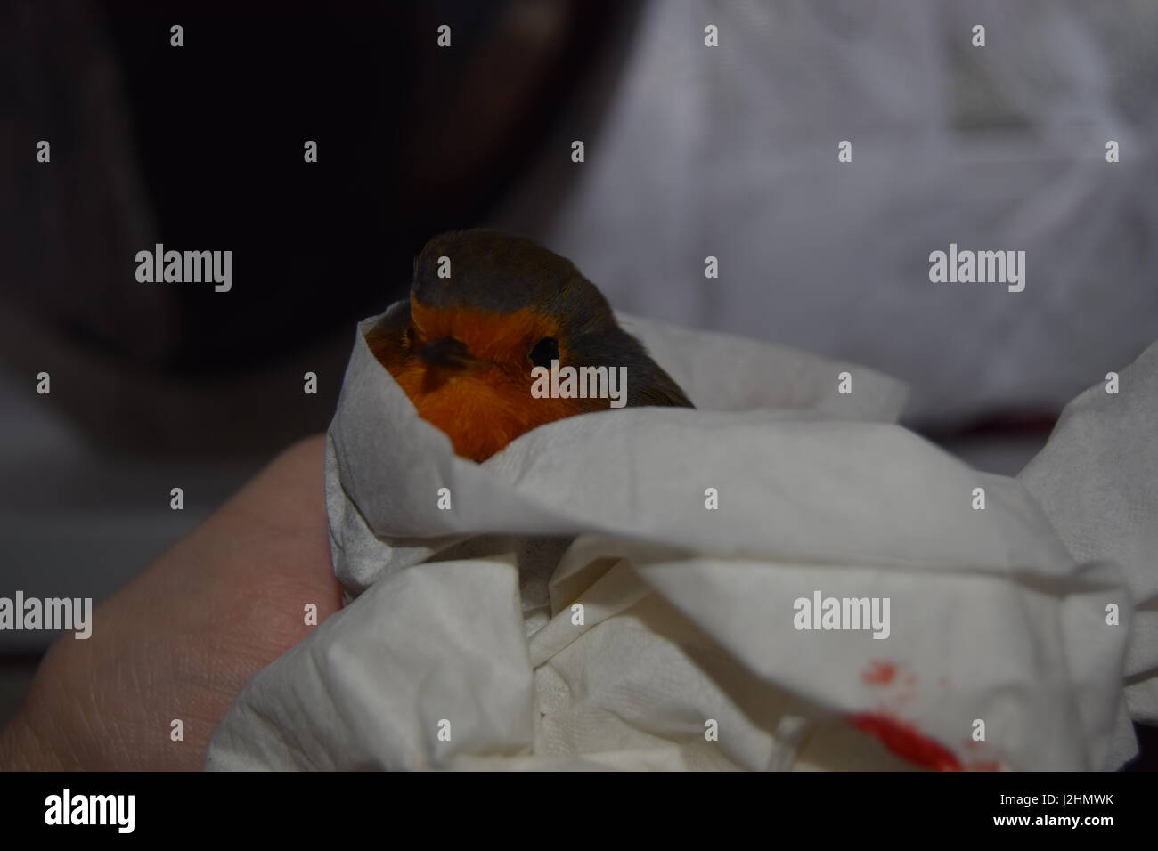 Sick Robin with broken wing Stock Photo - Alamy
