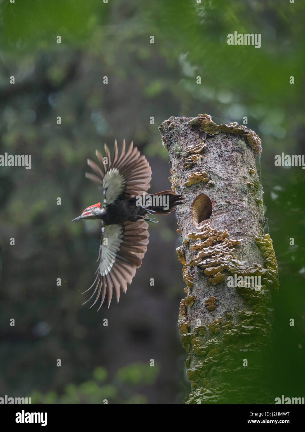 Pileated woodpecker flying hi-res stock photography and images - Alamy