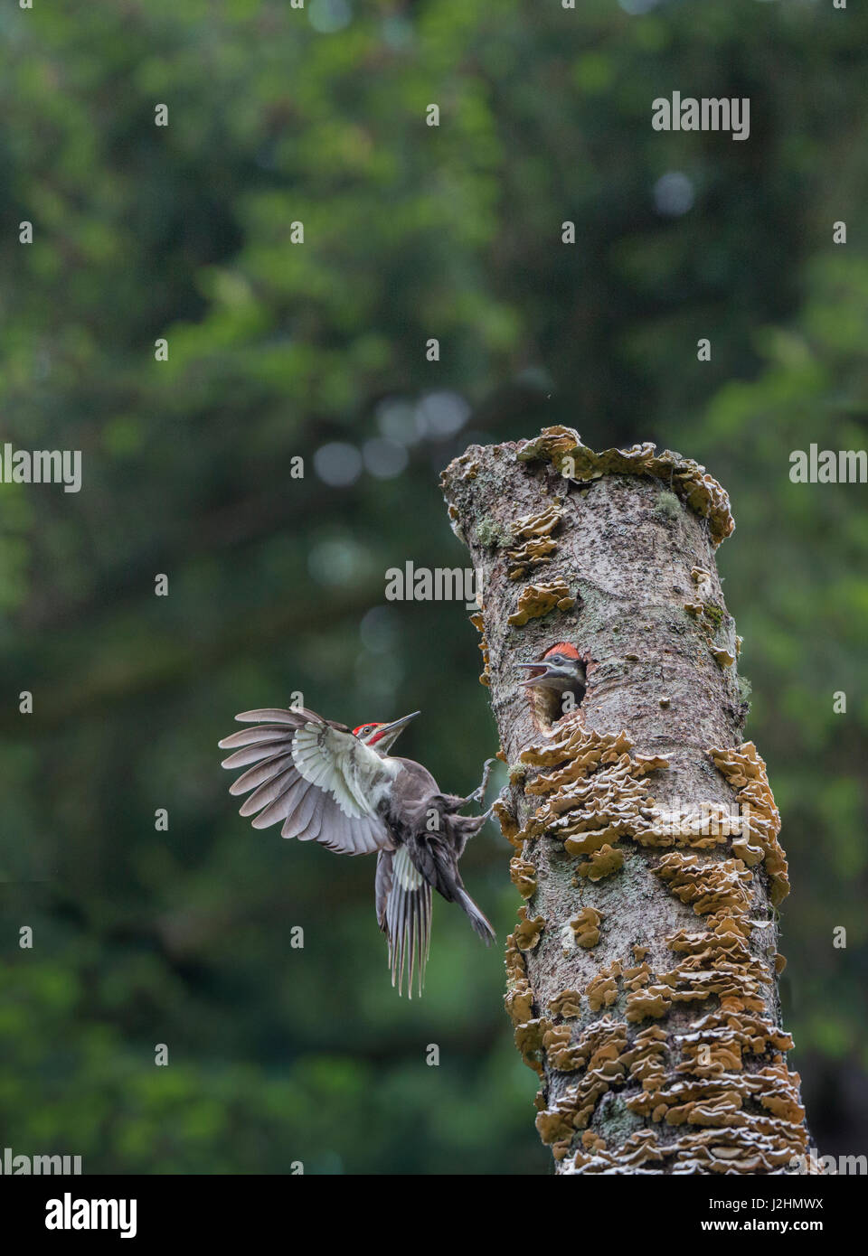 USA, Washington State. Male Pileated Woodpecker (Dryocopus pileatus ...