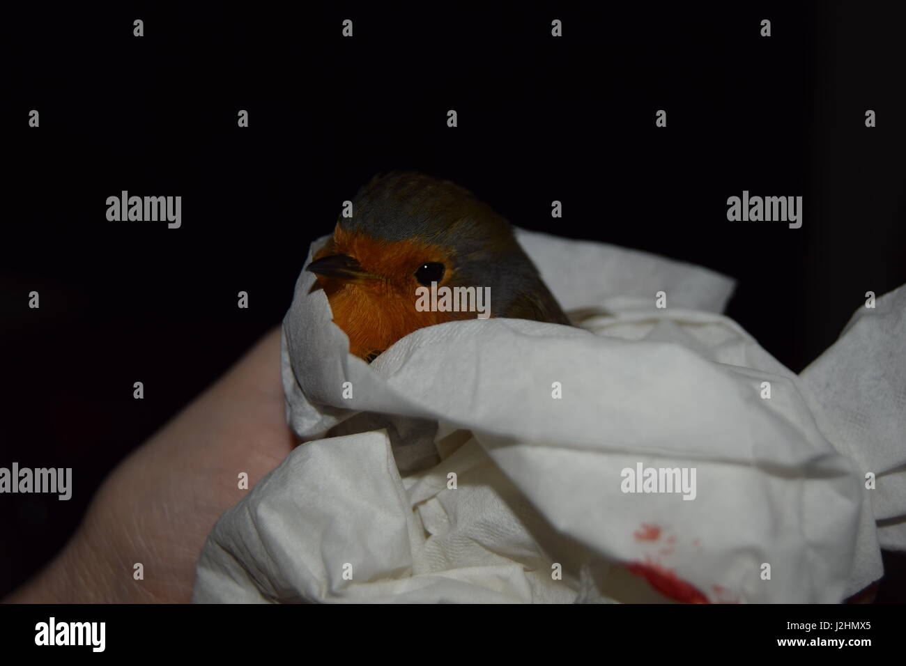 Sick Robin with broken wing Stock Photo - Alamy