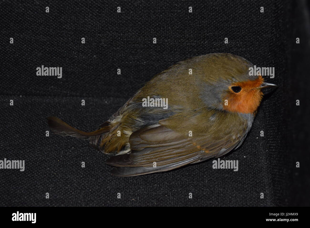 Sick Robin with broken wing Stock Photo - Alamy