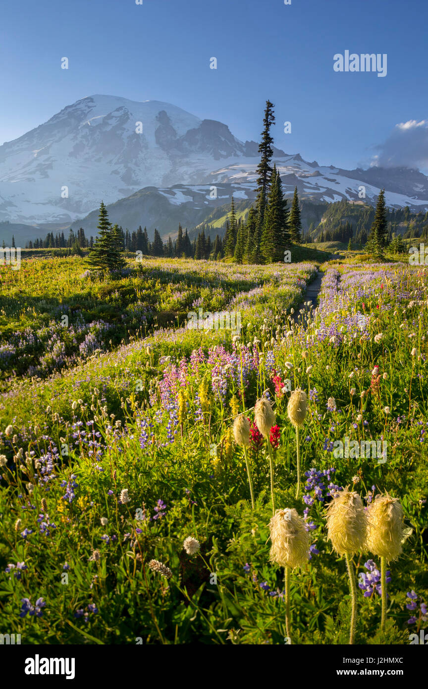USA, Washington State. Subalpine pasque flower, paintbrush and lupine ...