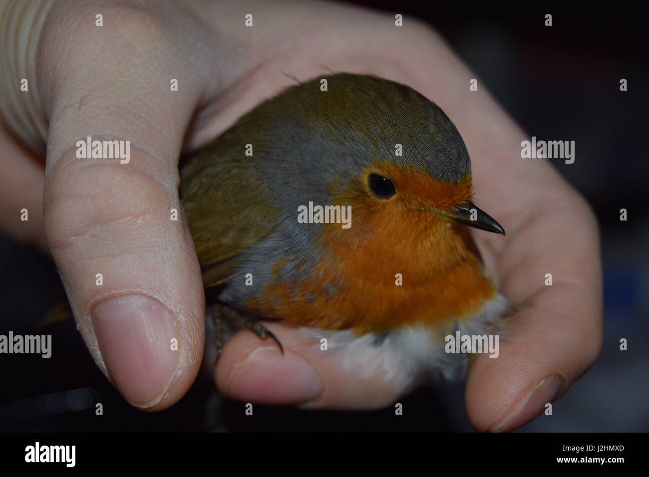 Sick Robin with broken wing Stock Photo - Alamy