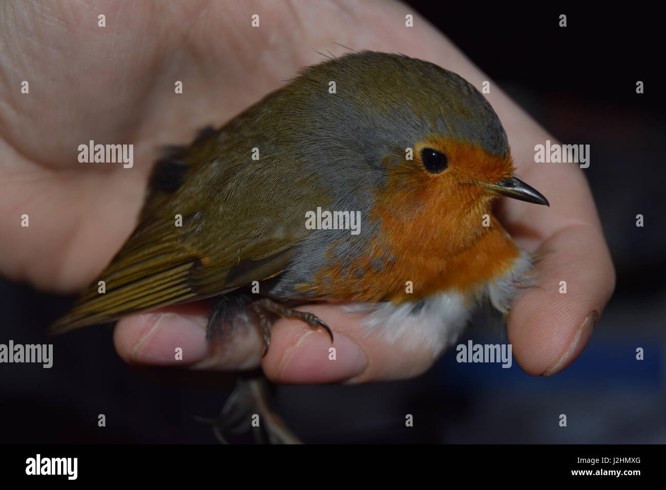 Sick Robin with broken wing Stock Photo - Alamy