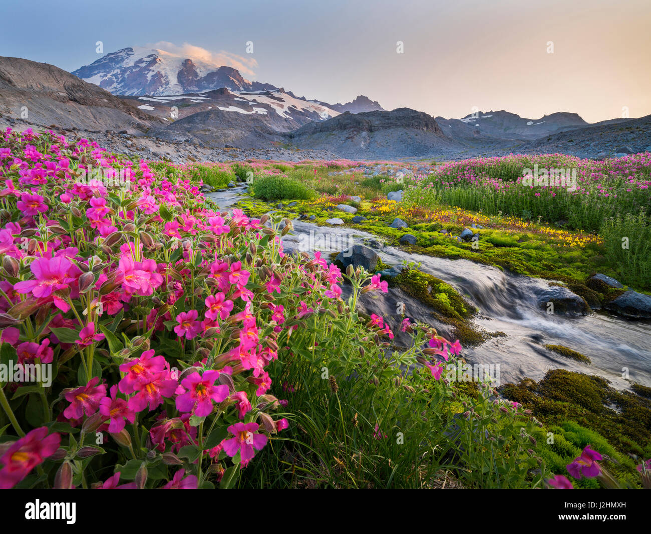 Washington state lewiss monkeyflower hi-res stock photography and ...