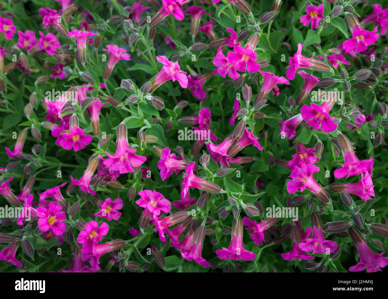 USA, Washington State. Pattern of Lewis's Monkeyflower (Mimulus lewisii ...