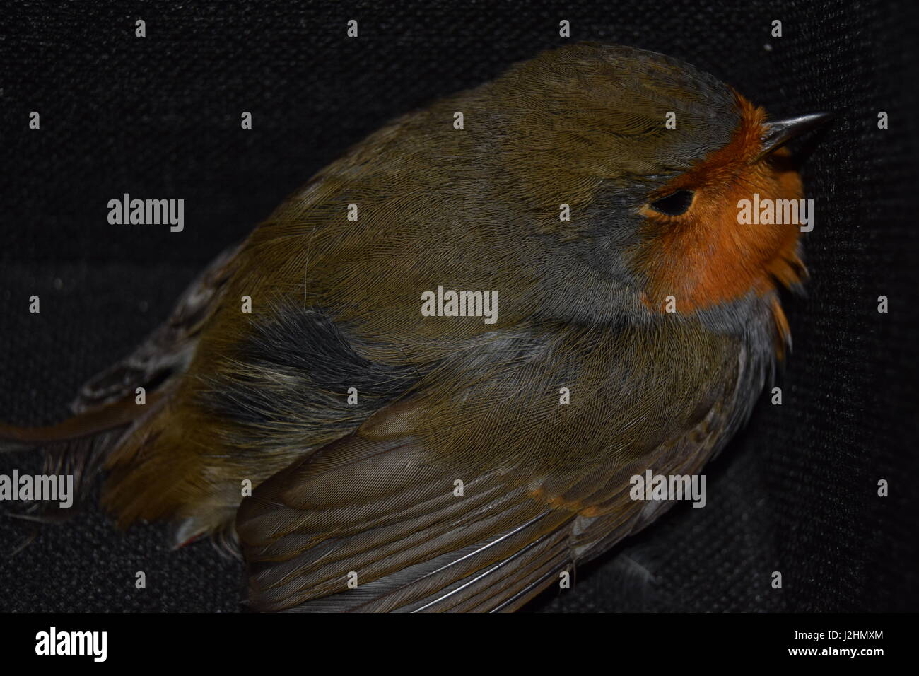 Sick Robin with broken wing Stock Photo - Alamy