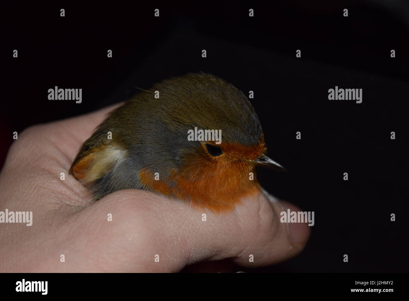 Sick Robin with broken wing Stock Photo - Alamy