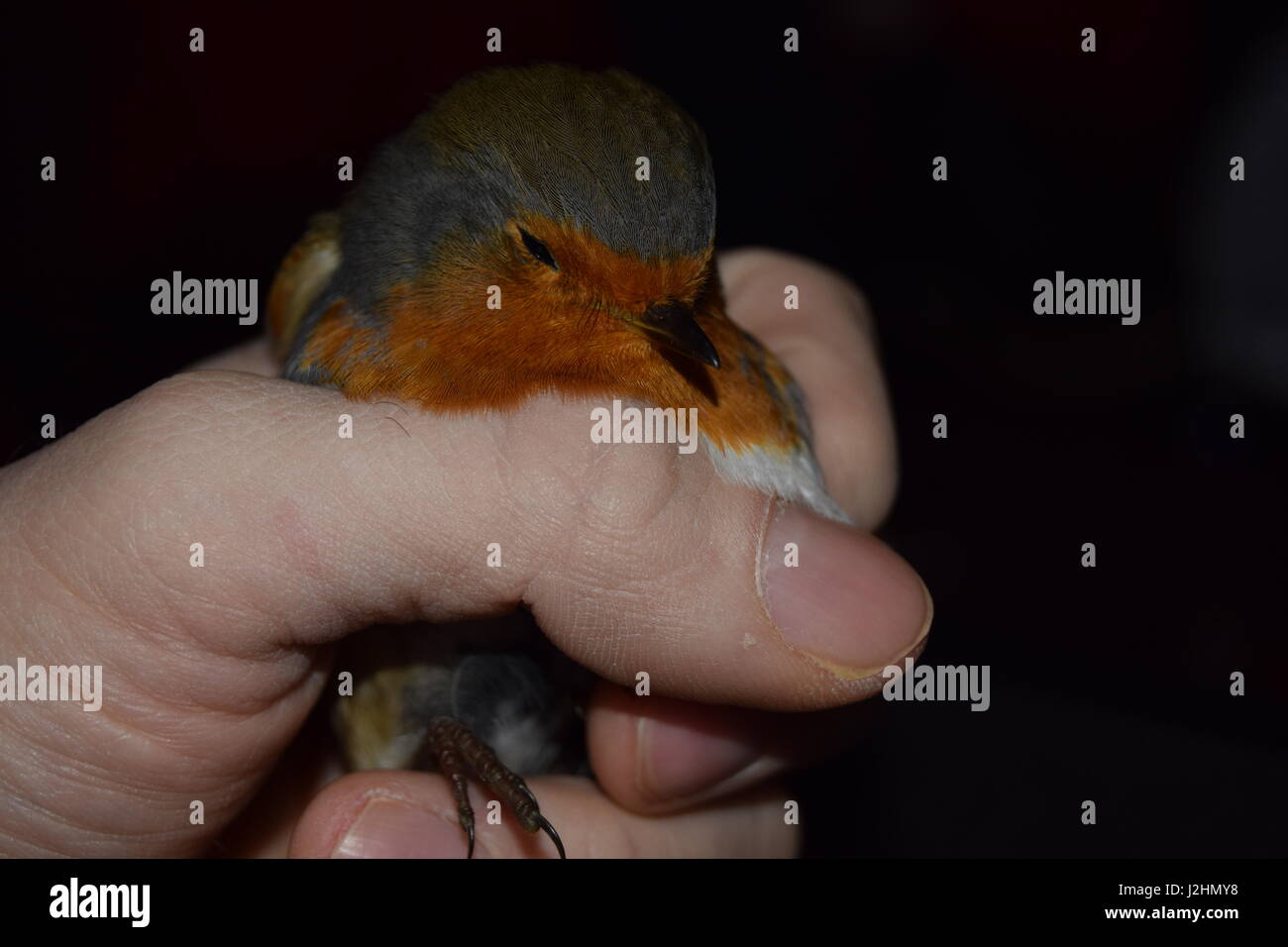 Sick Robin with broken wing Stock Photo - Alamy