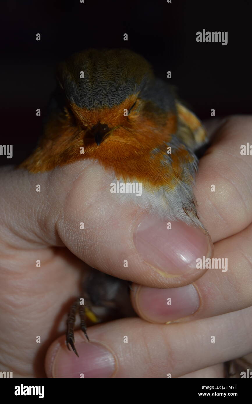 Sick Robin with broken wing Stock Photo - Alamy
