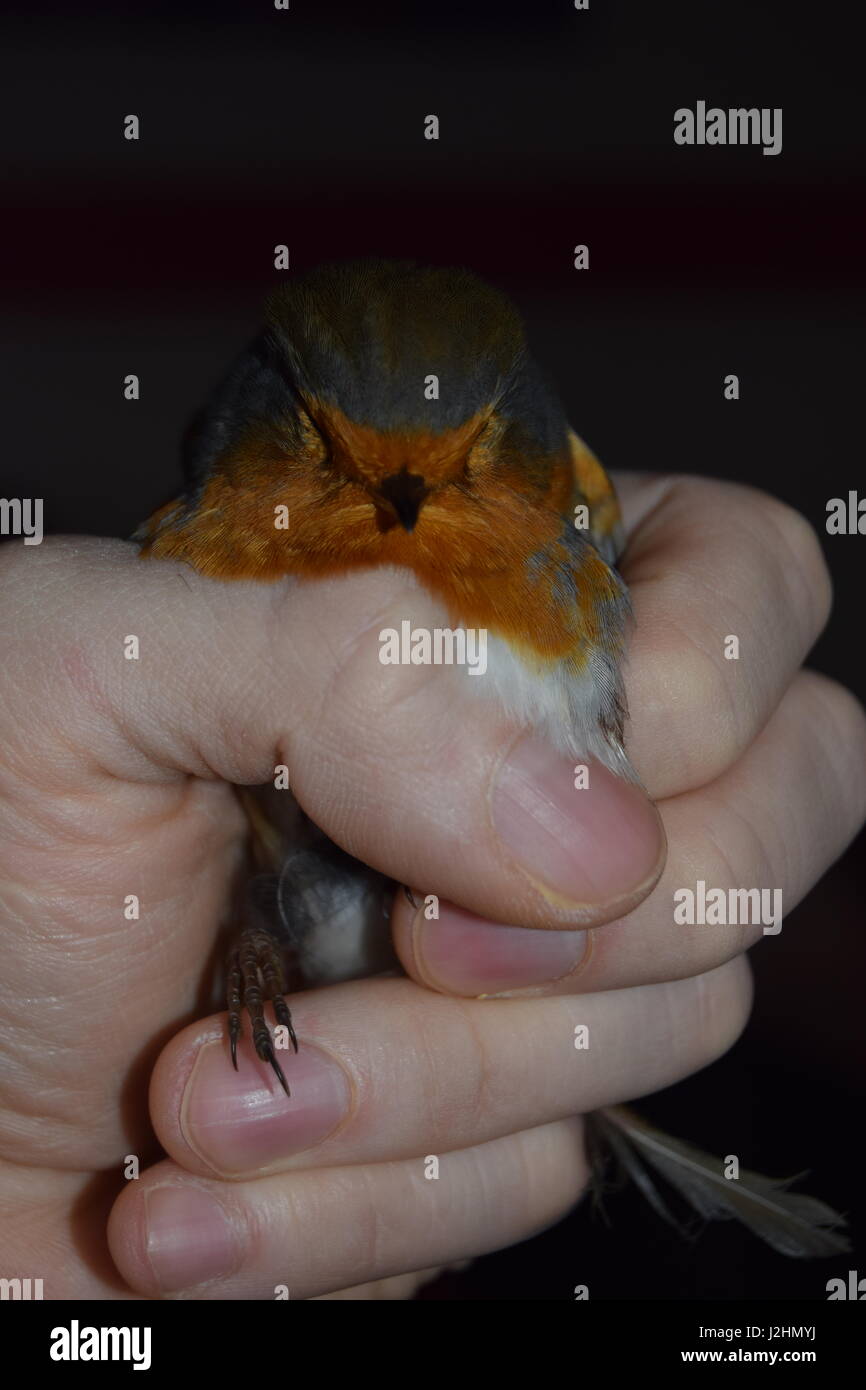 Sick Robin with broken wing Stock Photo - Alamy