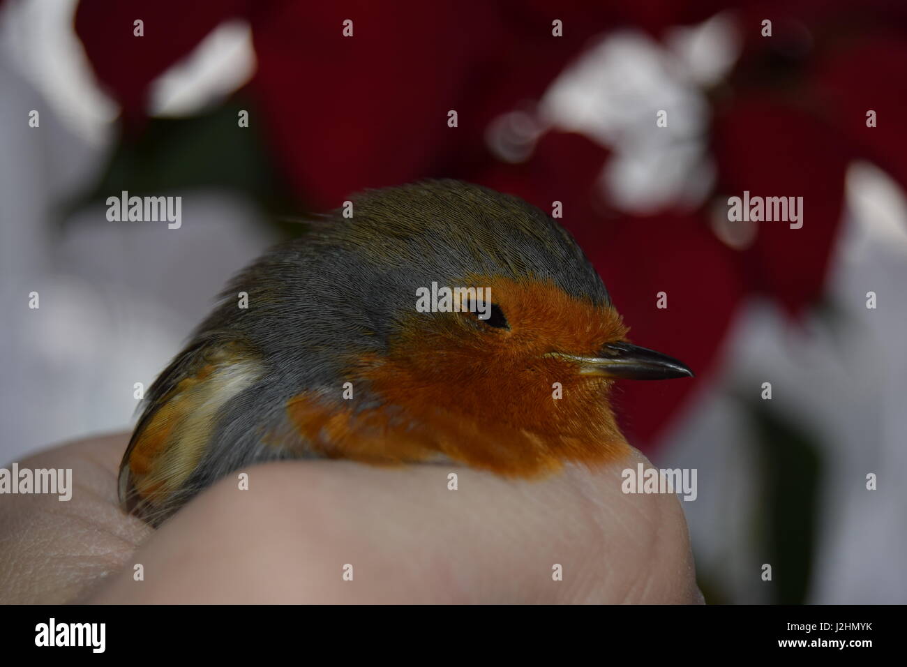 Sick Robin with broken wing Stock Photo - Alamy