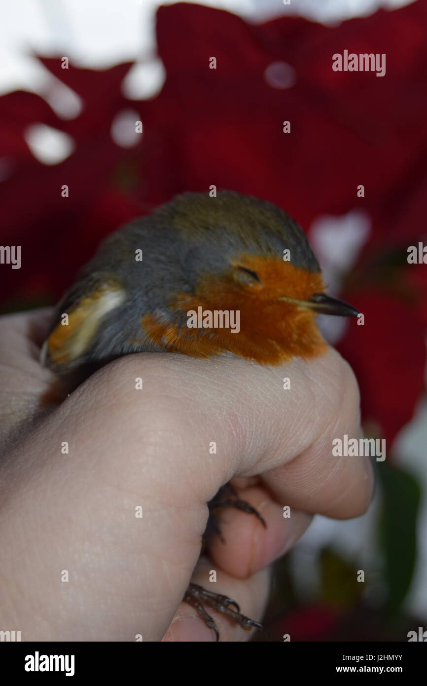 Sick Robin with broken wing Stock Photo - Alamy