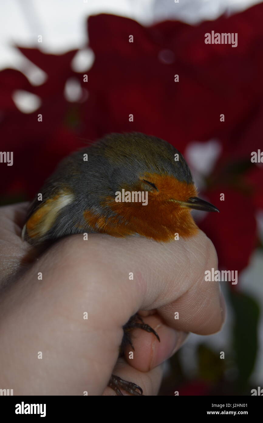 Sick Robin with broken wing Stock Photo - Alamy