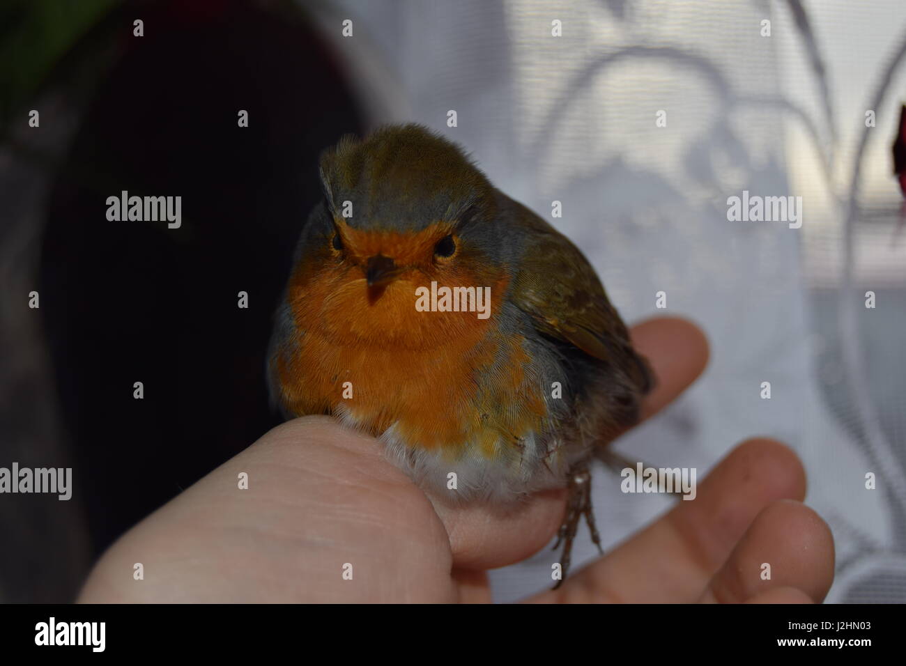 Sick Robin with broken wing Stock Photo - Alamy
