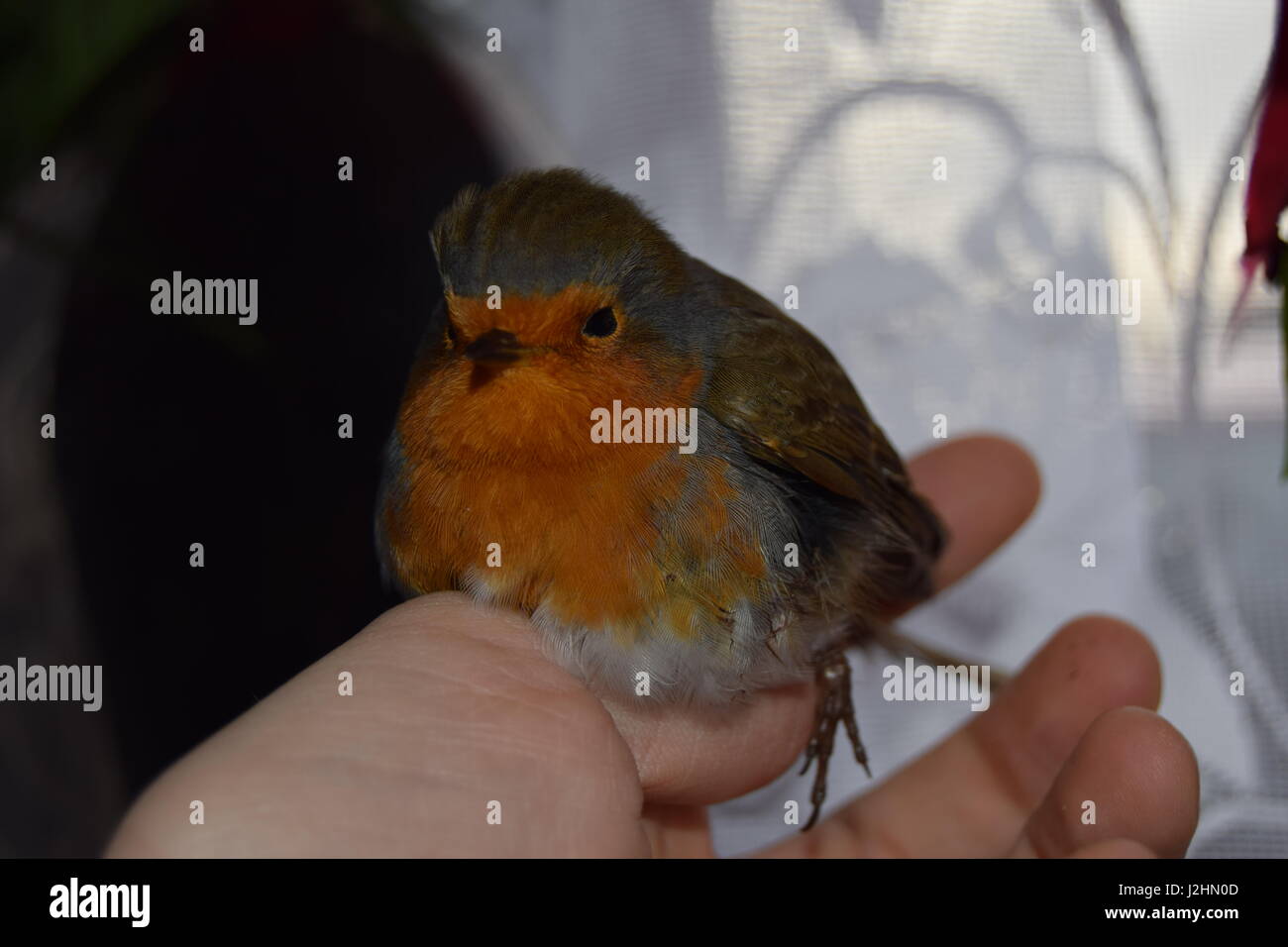 Sick Robin with broken wing Stock Photo - Alamy