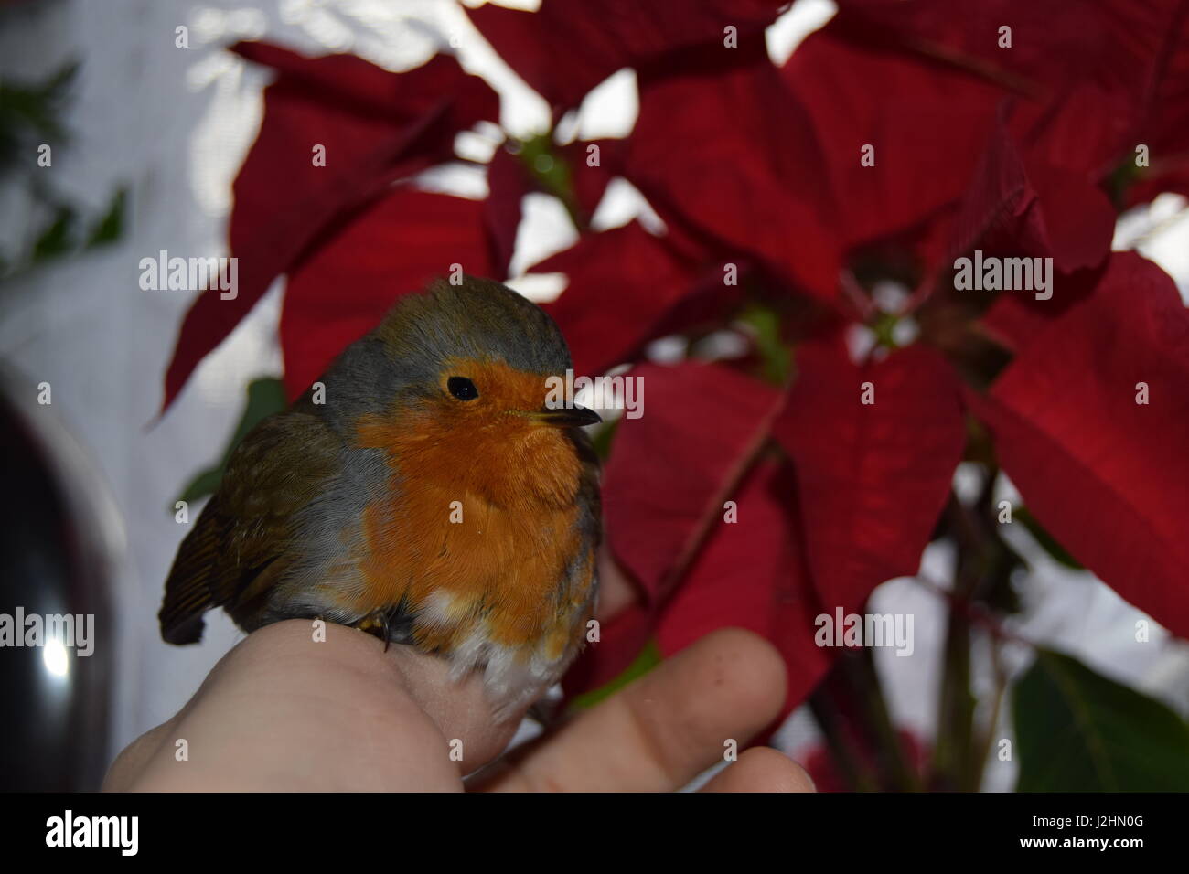 Sick Robin with broken wing Stock Photo - Alamy