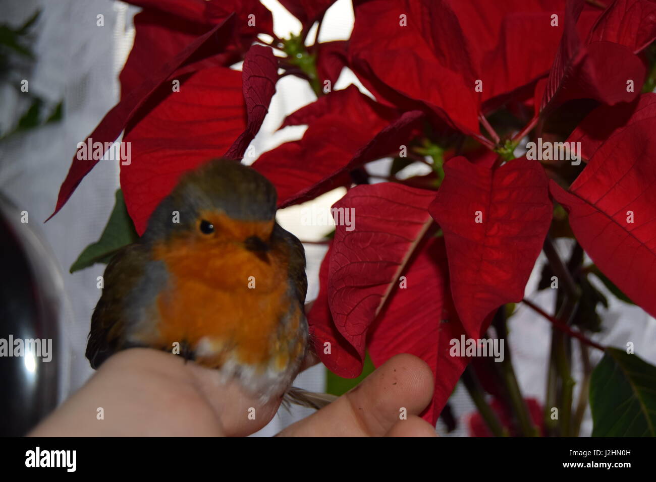 Sick Robin with broken wing Stock Photo - Alamy