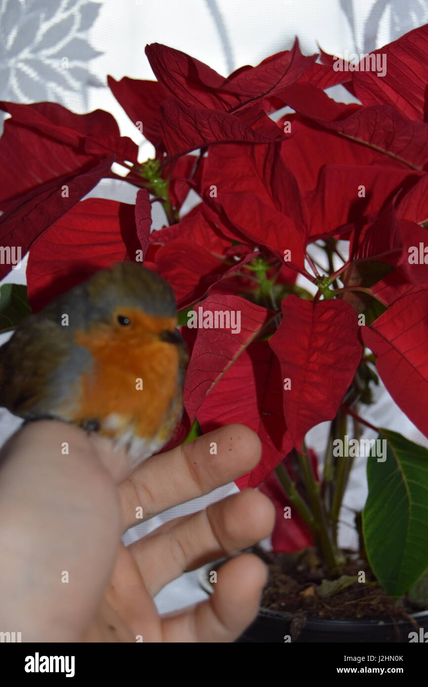 Sick Robin with broken wing Stock Photo - Alamy
