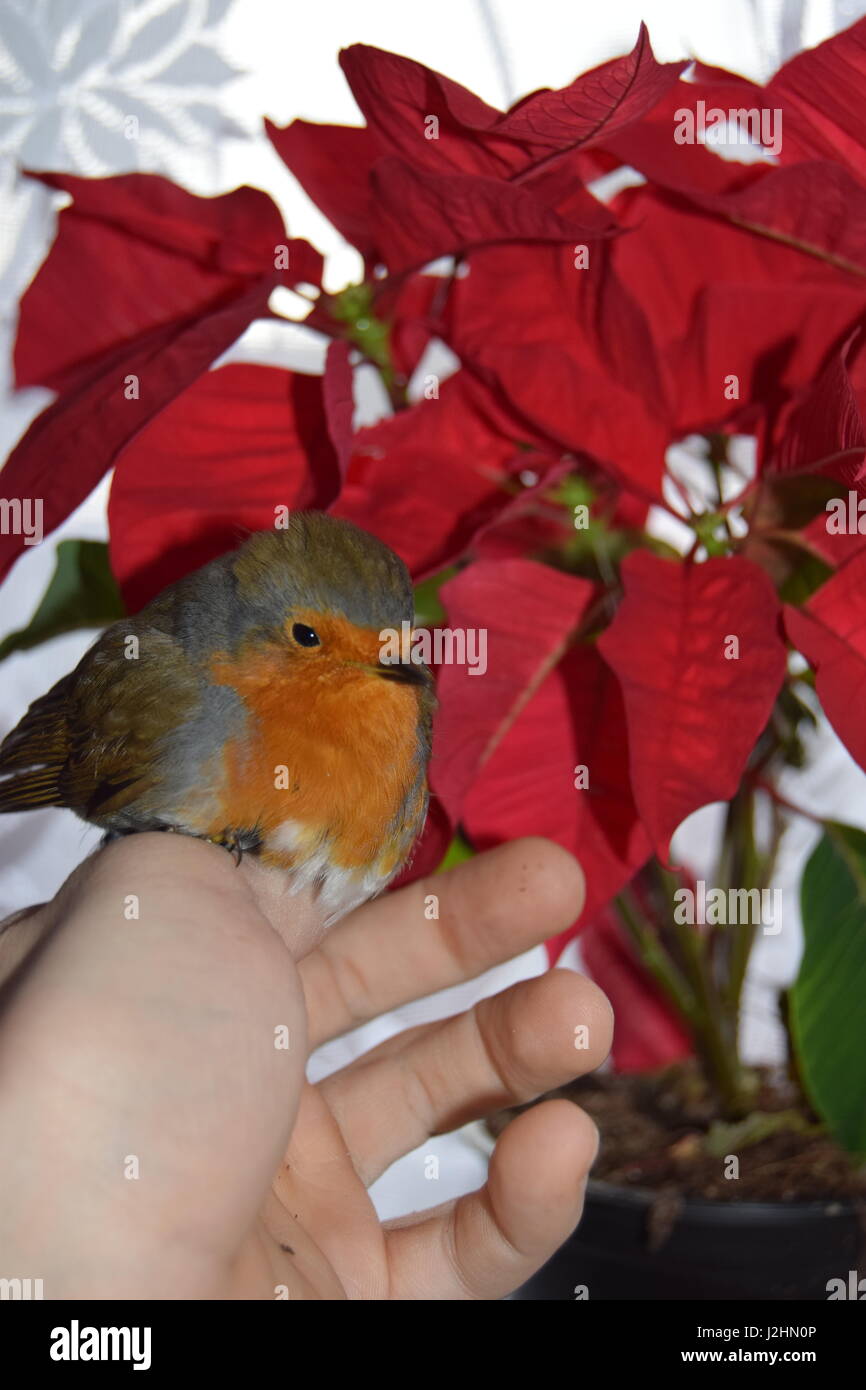 Sick Robin with broken wing Stock Photo - Alamy