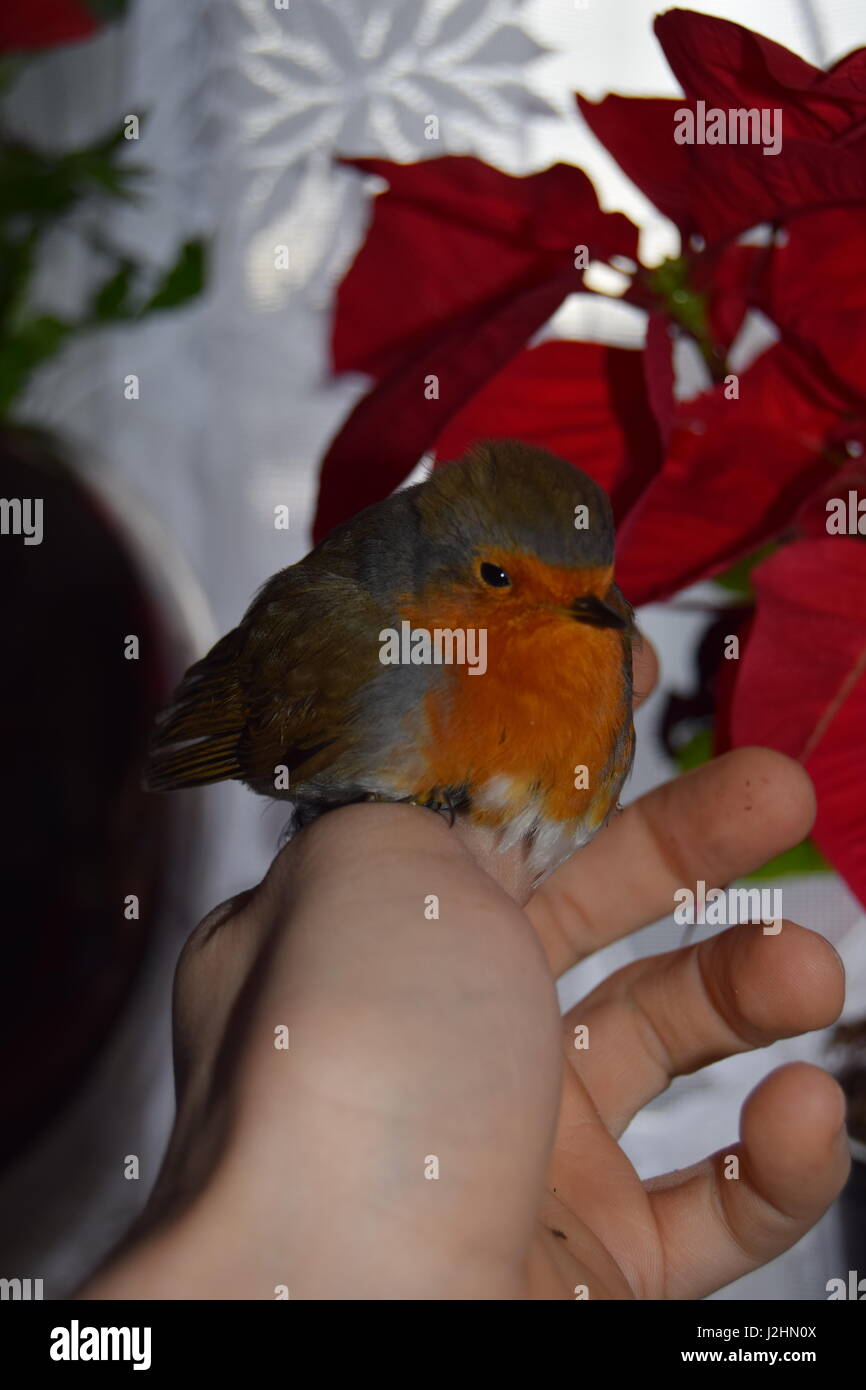 Sick Robin with broken wing Stock Photo - Alamy