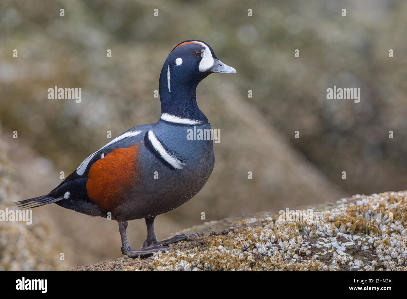 USA, Washington State. Male Harlequin Duck (Histrionicus histrionicus ...