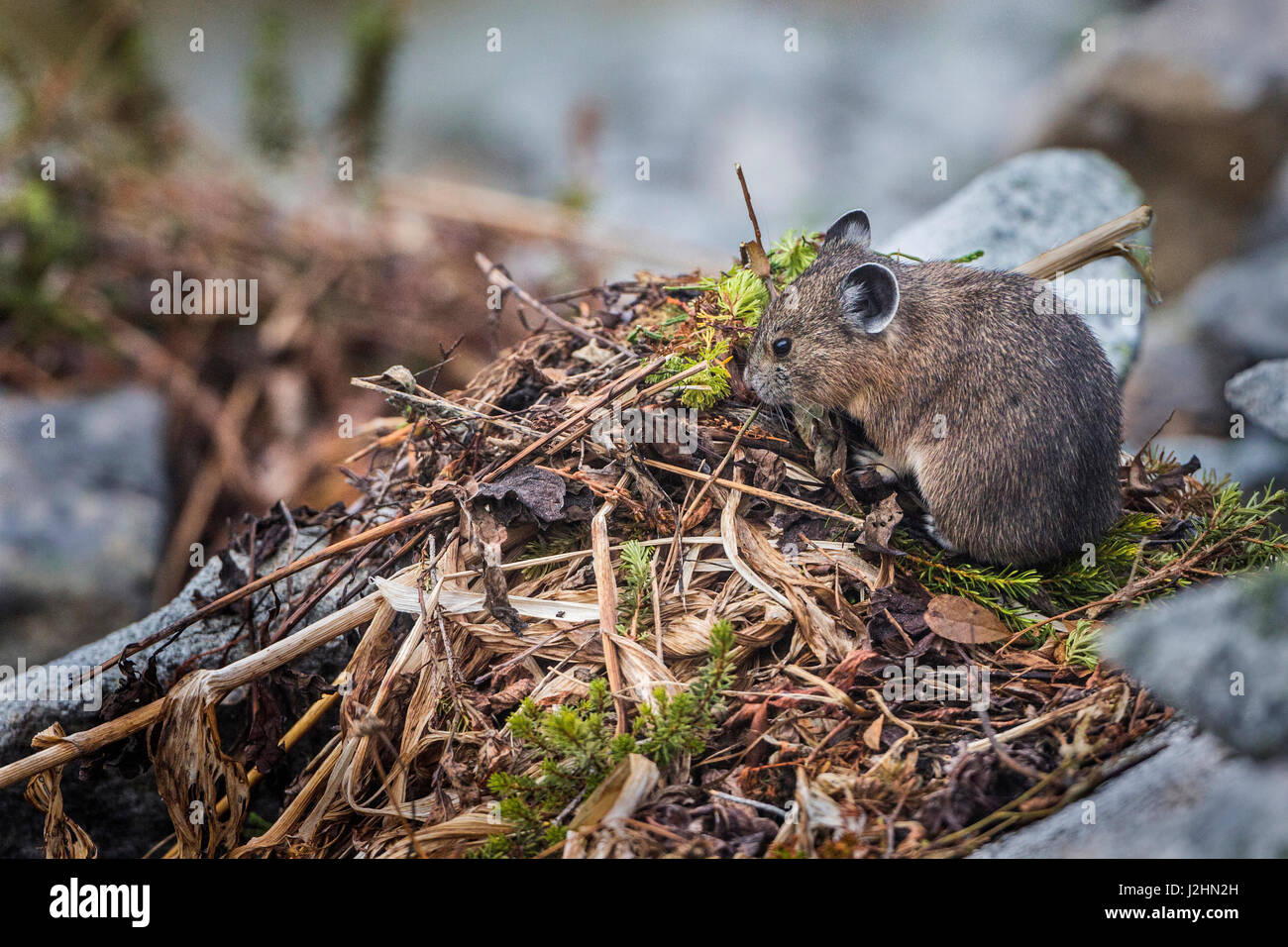 Hibernating plants hi-res stock photography and images - Alamy