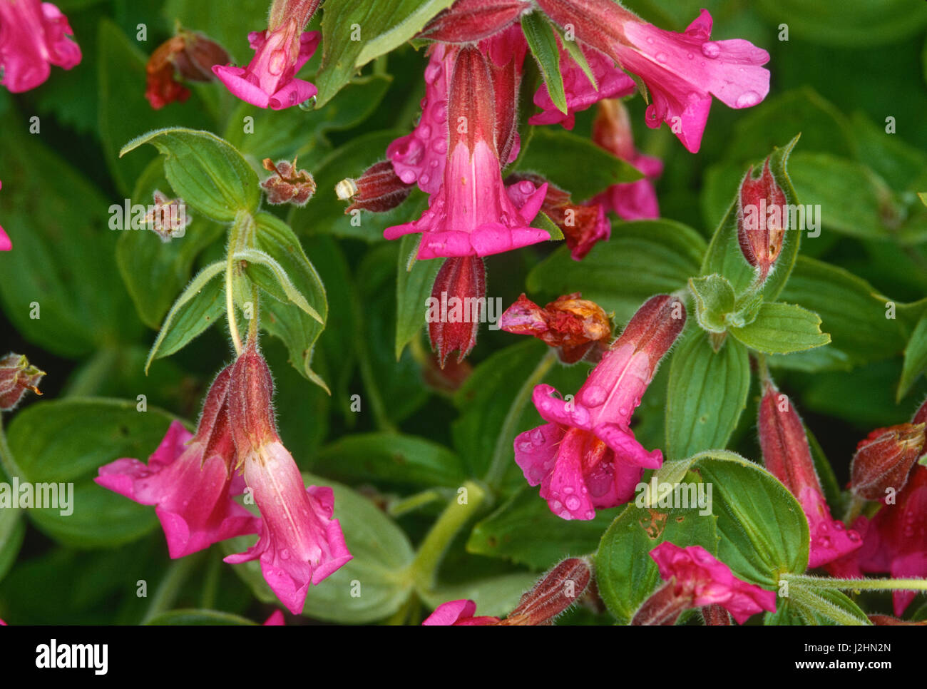 Lewis Monkey Flower High Resolution Stock Photography and Images - Alamy