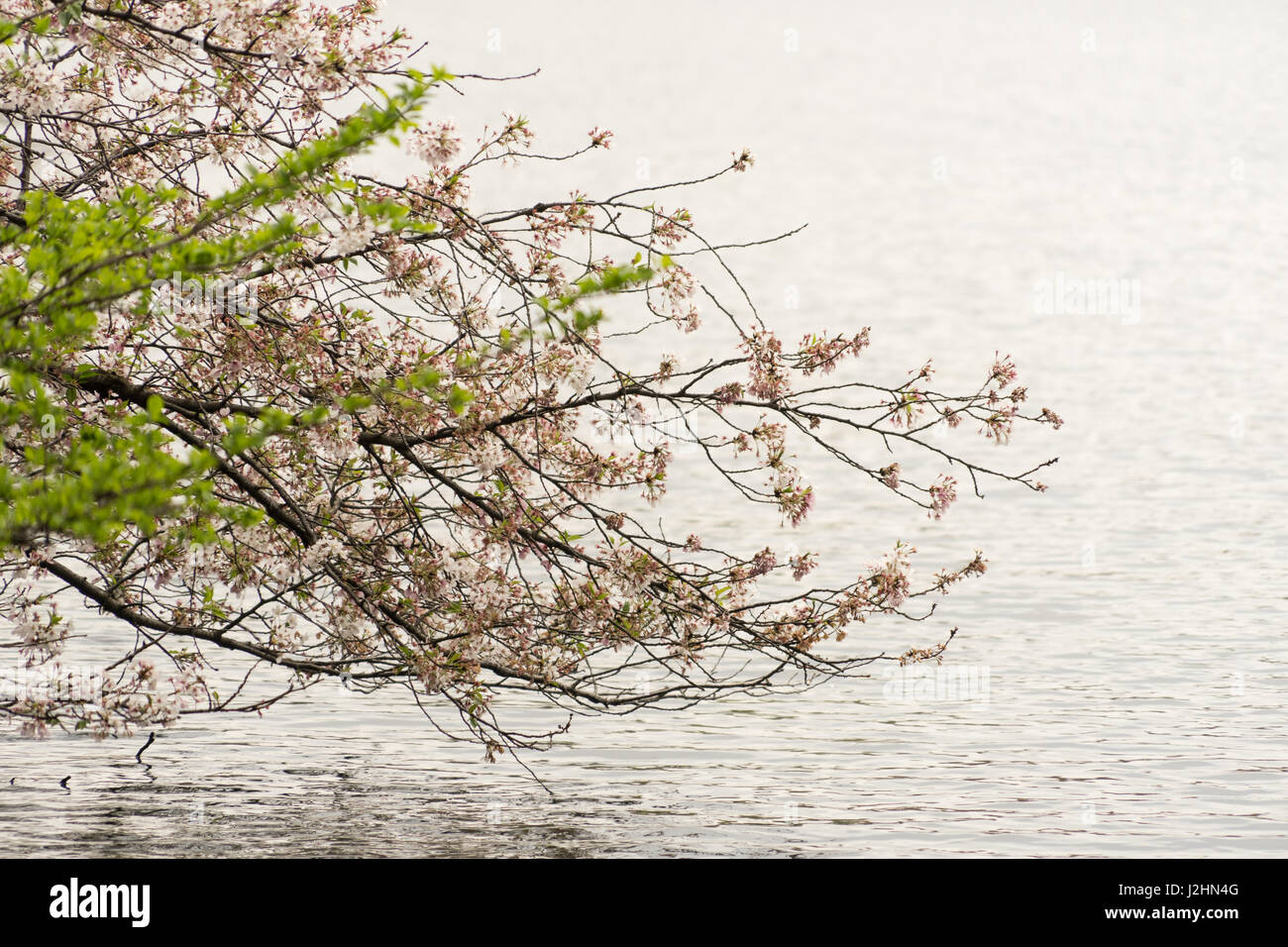 sakura cherry blossom tree japan branch Stock Photo - Alamy