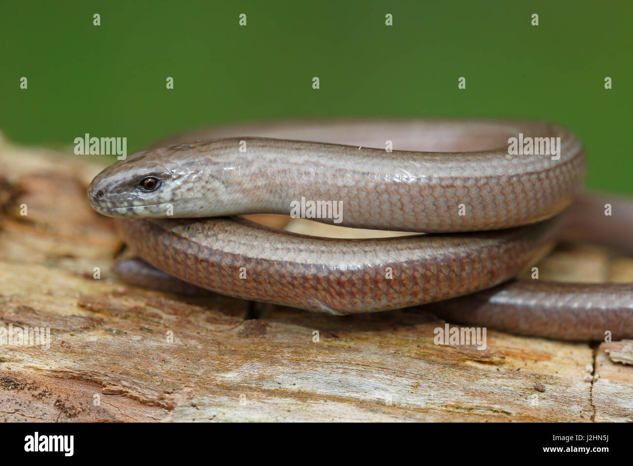 Curled worm hi-res stock photography and images - Alamy