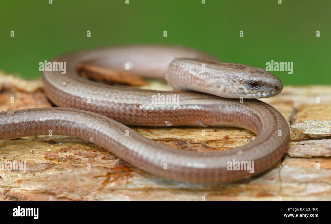 Slow worm anguis fragilis on hi-res stock photography and images - Alamy