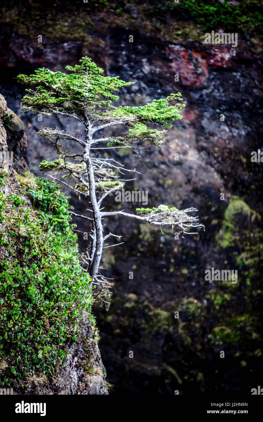 Flattery hi-res stock photography and images - Alamy