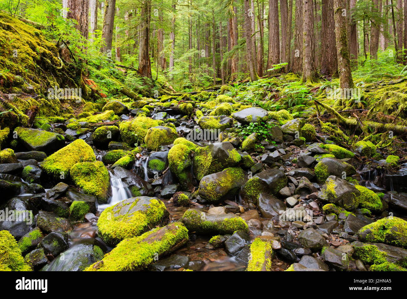 WA, Olympic National Park, Sol Duc valley, Stream with mossy rocks ...