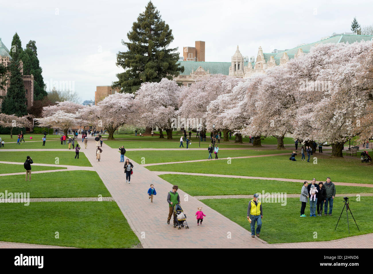 WA, Seattle, cherry trees in bloom at the University of Washington ...