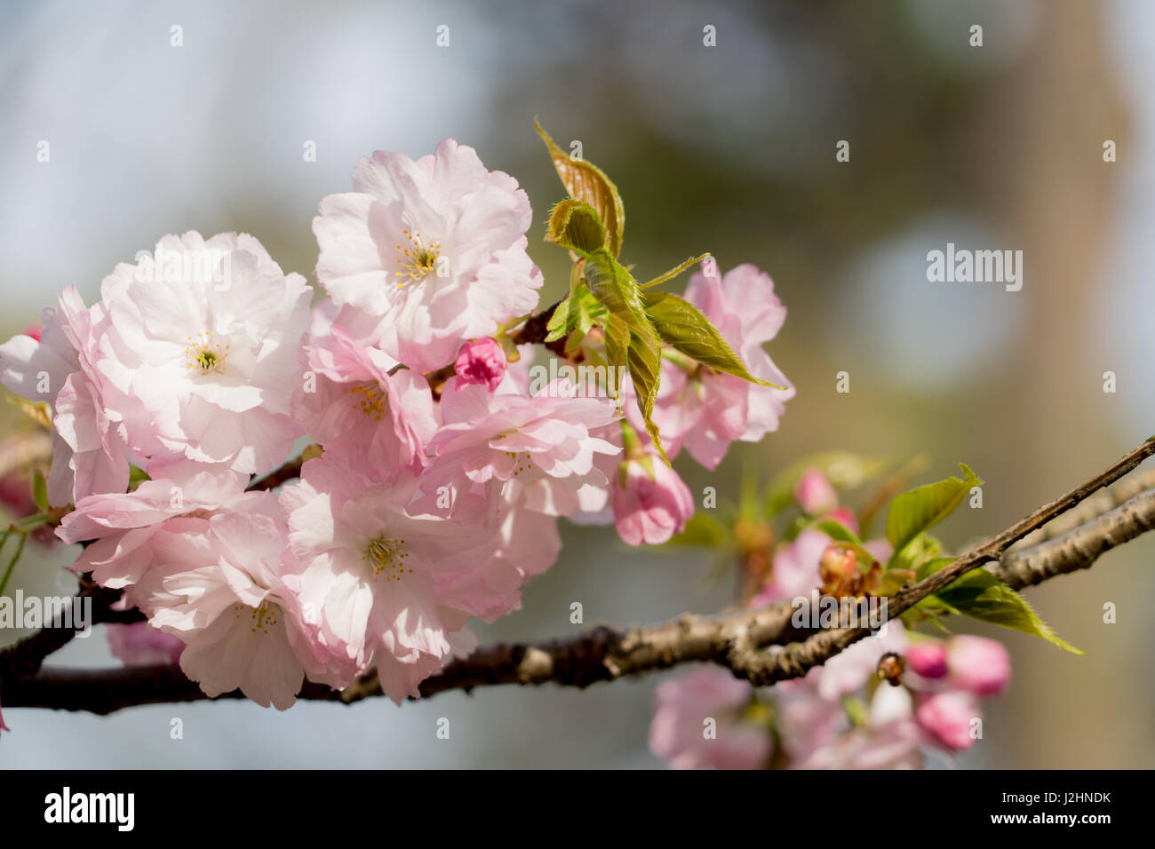sakura cherry blossom tree japan branch Stock Photo - Alamy
