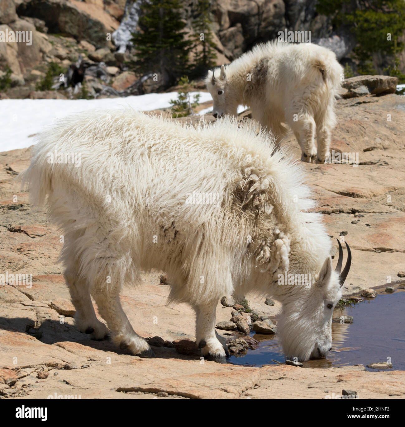 USA, Washington State, Alpine Lakes Wilderness, Mountain goats, Nanny ...