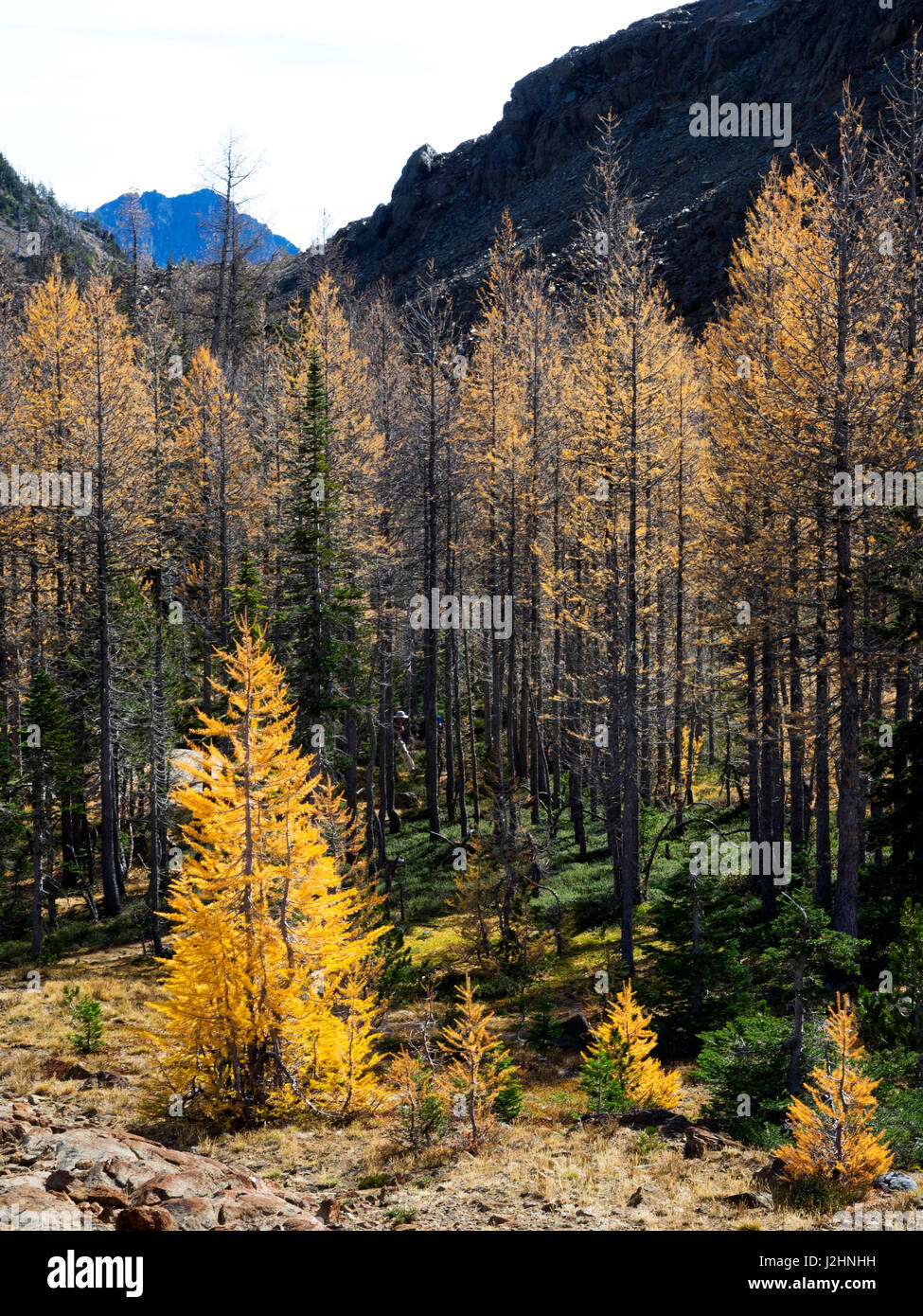 WA, Alpine Lakes Wilderness, golden larch trees Stock Photo - Alamy