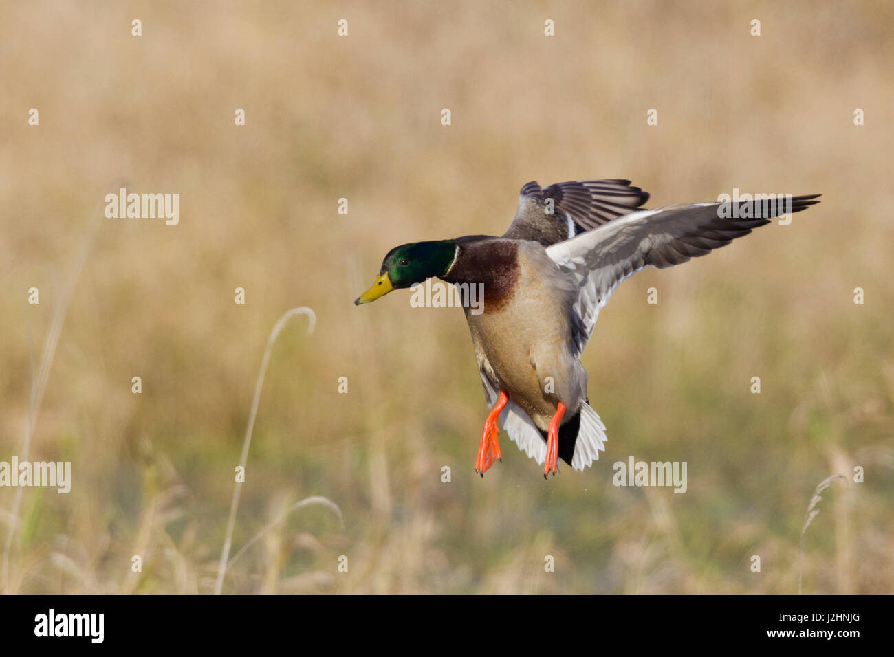 Mallard Drake Alighting Stock Photo - Alamy